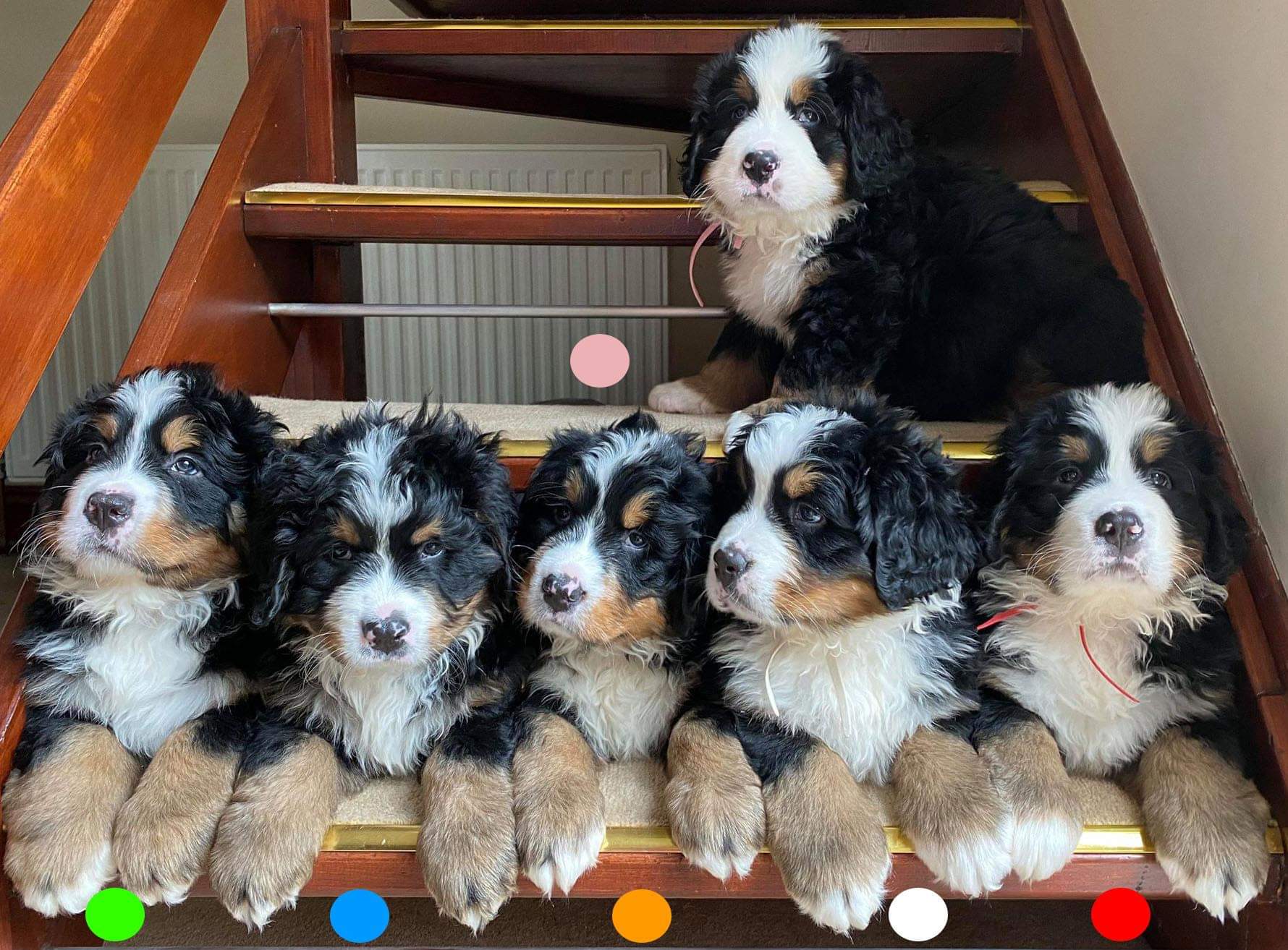Perhaps the largest litter of Bernese in the UK 2020 - Healthy Dog Food ...